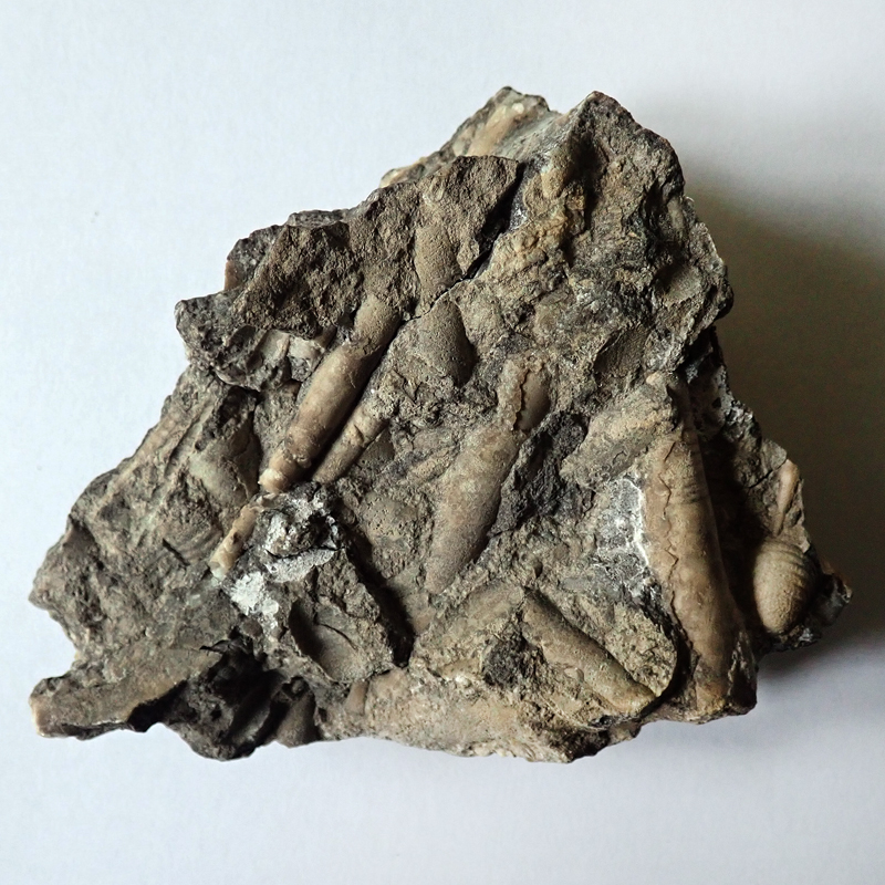 fossil-alma-silur-cephalopoda
