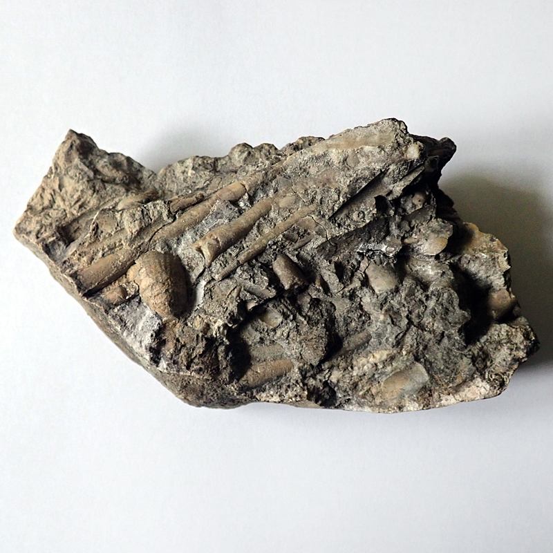 fossil-alma-silur-cephalopoda