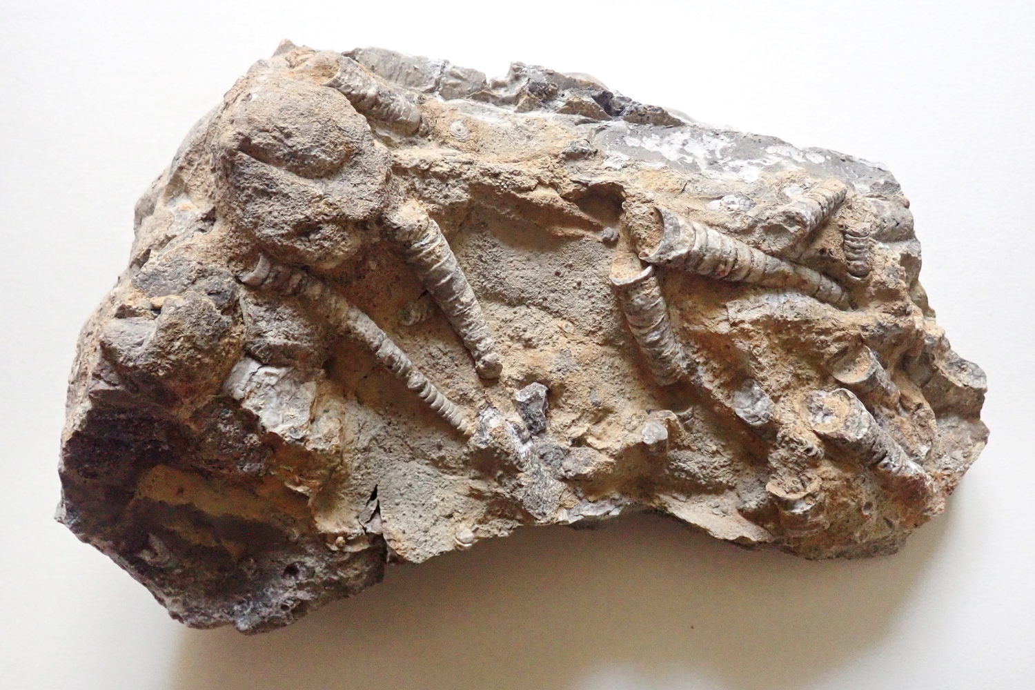 fossil-alma-silur-cephalopoda
