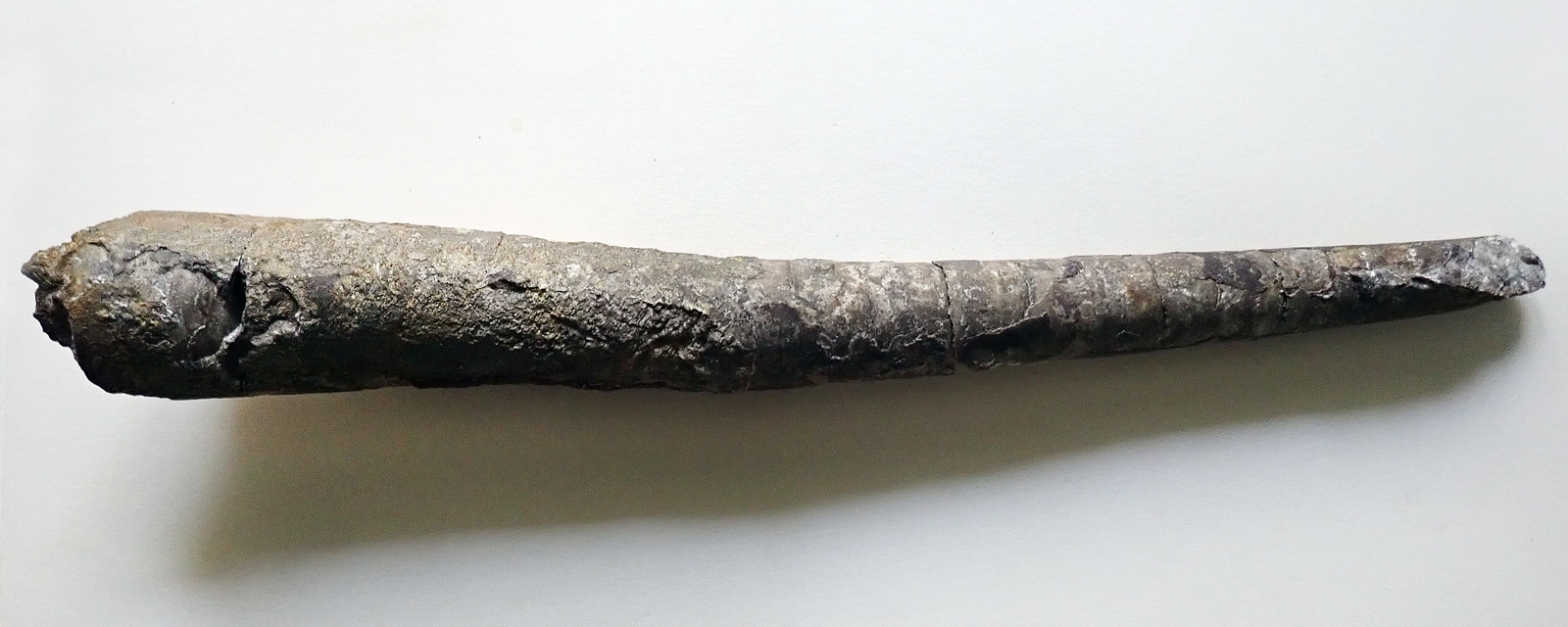 fossil-alma-silur-cephalopoda